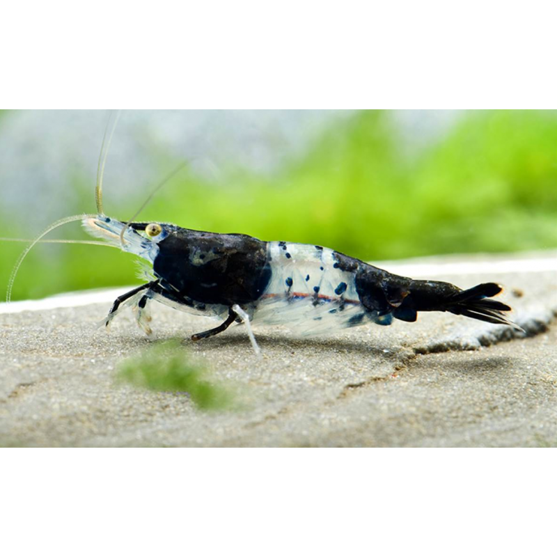 Neocaridina rili carbon