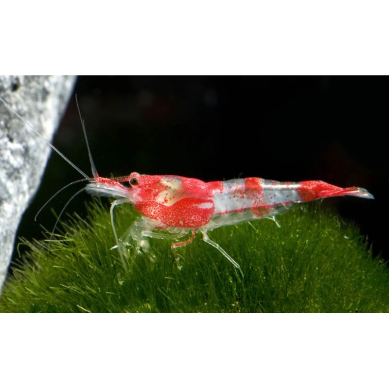 Neocaridina red rili