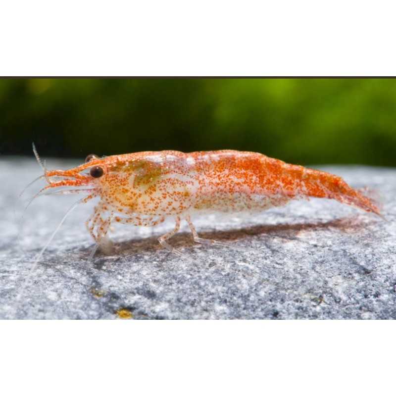 Neocaridina red cherry