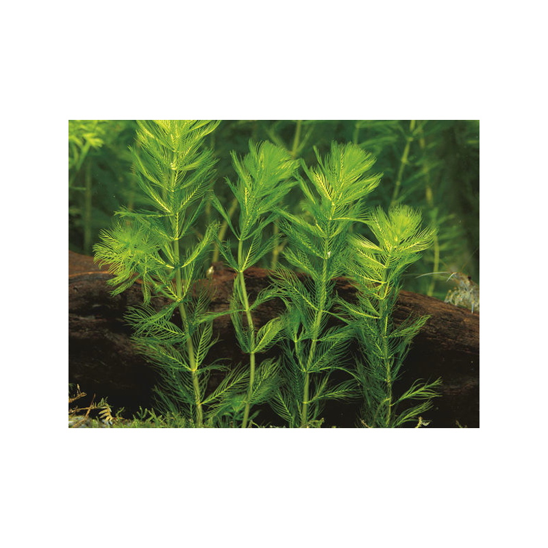 Myriophyllum spicatum