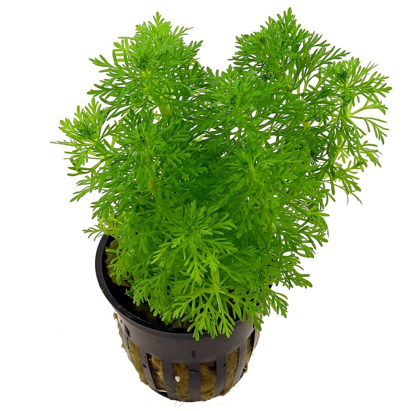 Ambulia sessiliflora