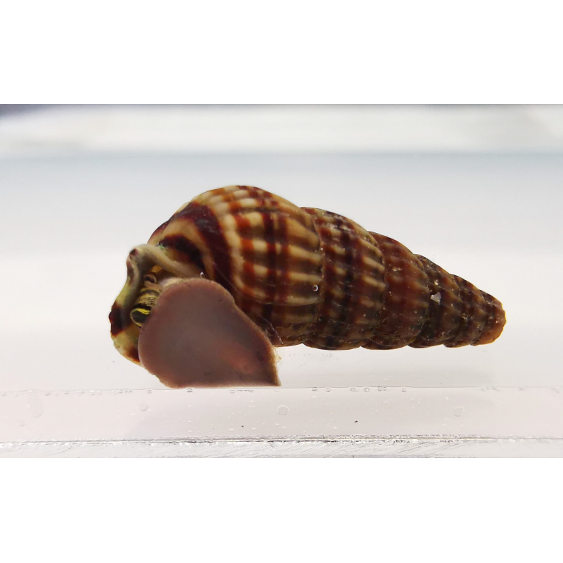 Caracol snail king