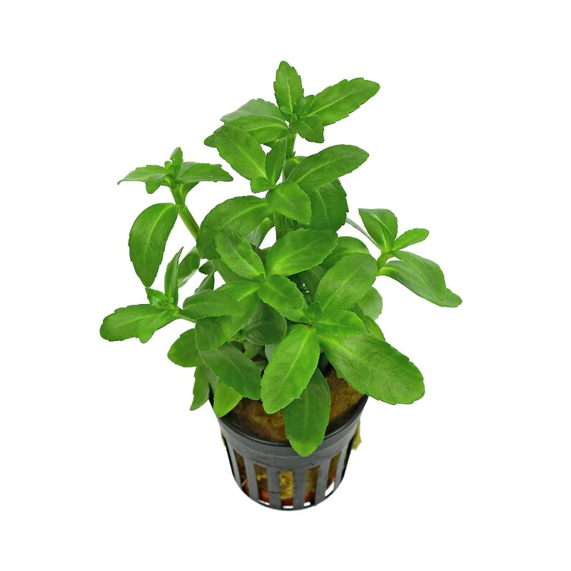 Bacopa madagascariensis