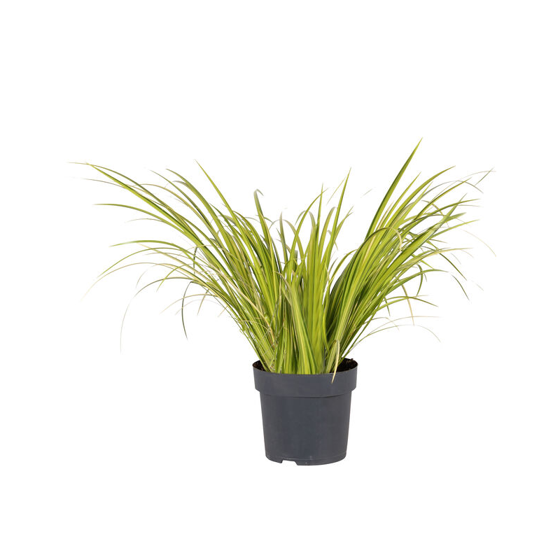 Acorus gramineus var pusillus