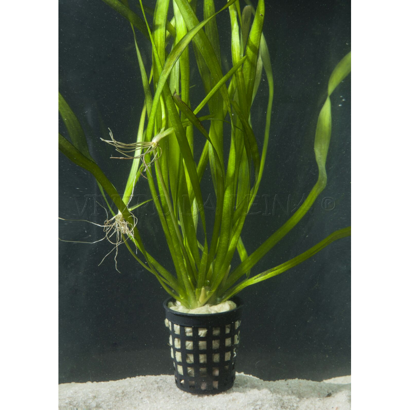 Vallisneria Retrospiralis