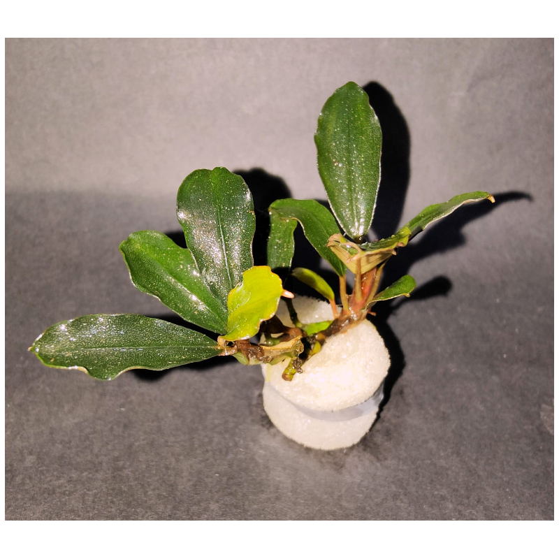 Bucephalandra brownie jade