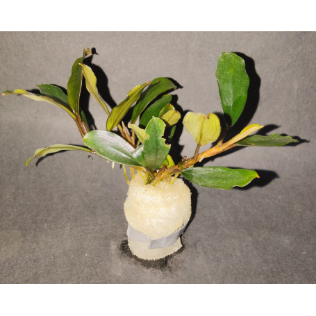 Bucephalandra centipede