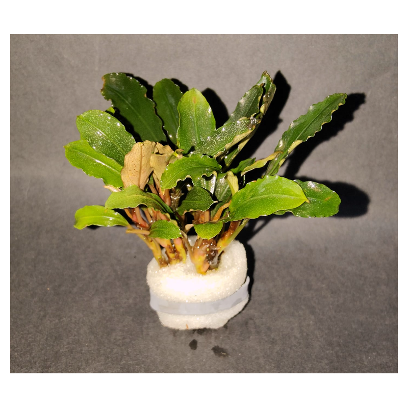 Bucephalandra lagoon