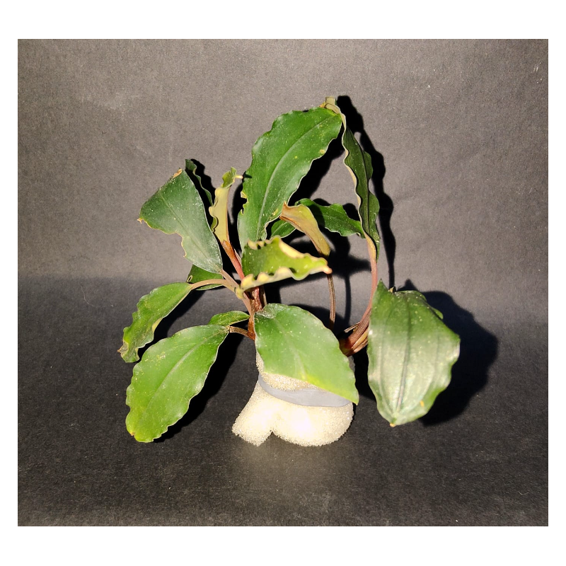Bucephalandra lo black