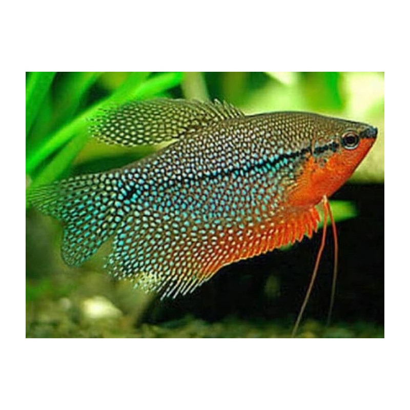 Gurami perla Trichogaster Leerii