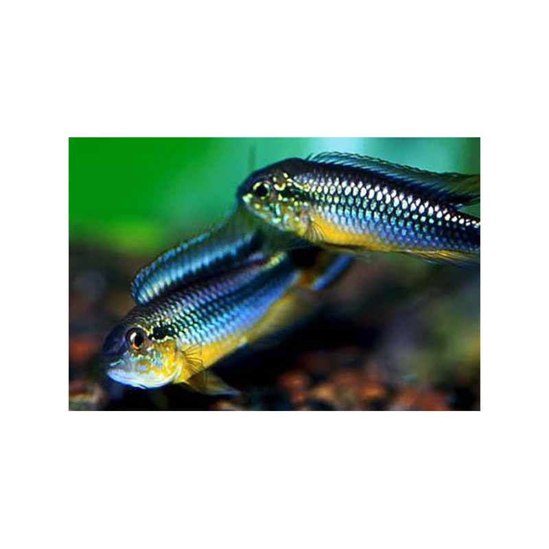 Apistogramma Agassizi Rio Tefe Blue