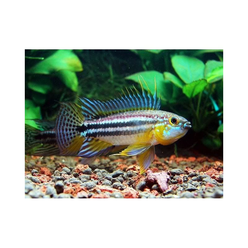 Apistogramma Bitaeniata Peru Blue