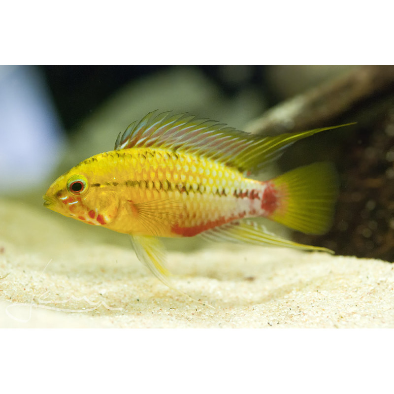 Apistogramma Hongsloi I Red-Gold