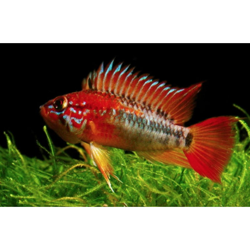 Apistogramma Macmasteri Red Mask