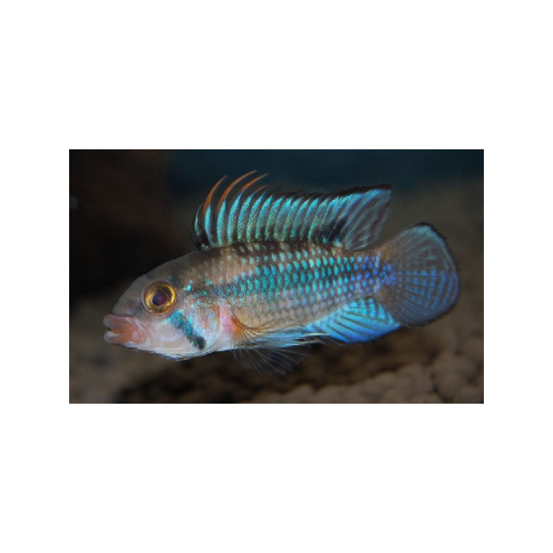 Apistogramma Norberti