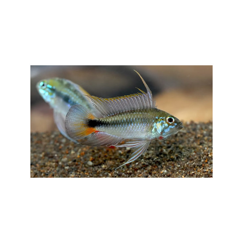 Apistogramma SP Mamore