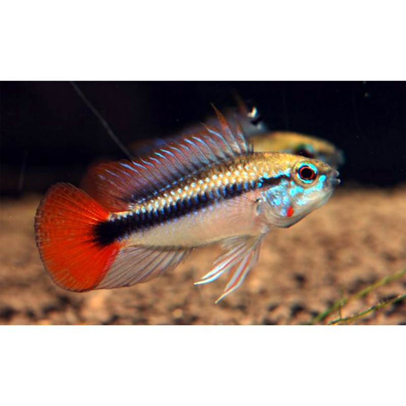 Apistogramma SP Mamore Red