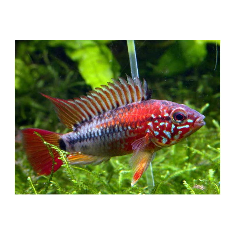 Apistogramma SP Viejita
