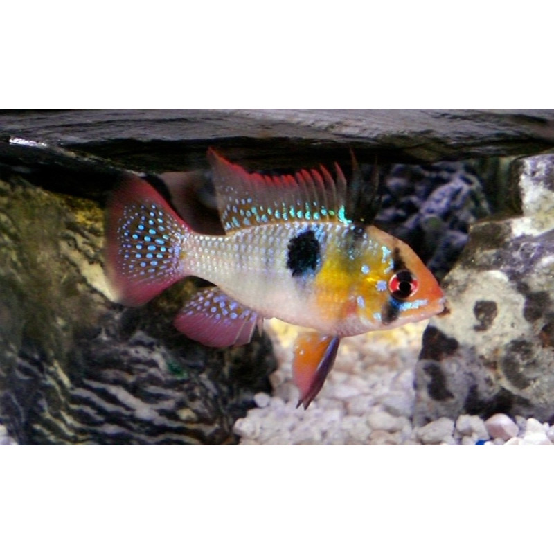 Mikrogeophagus Ramirezi