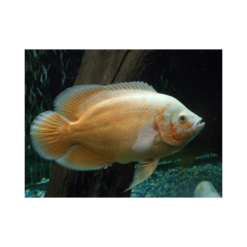 Astronotus Ocellatus Oscar Albino Red