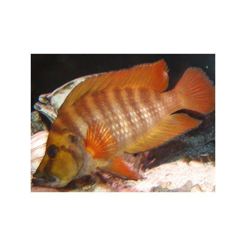 Lamprologus tanzania red fin