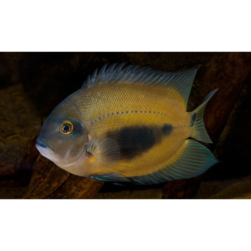 Uaru Amphiacanthoides