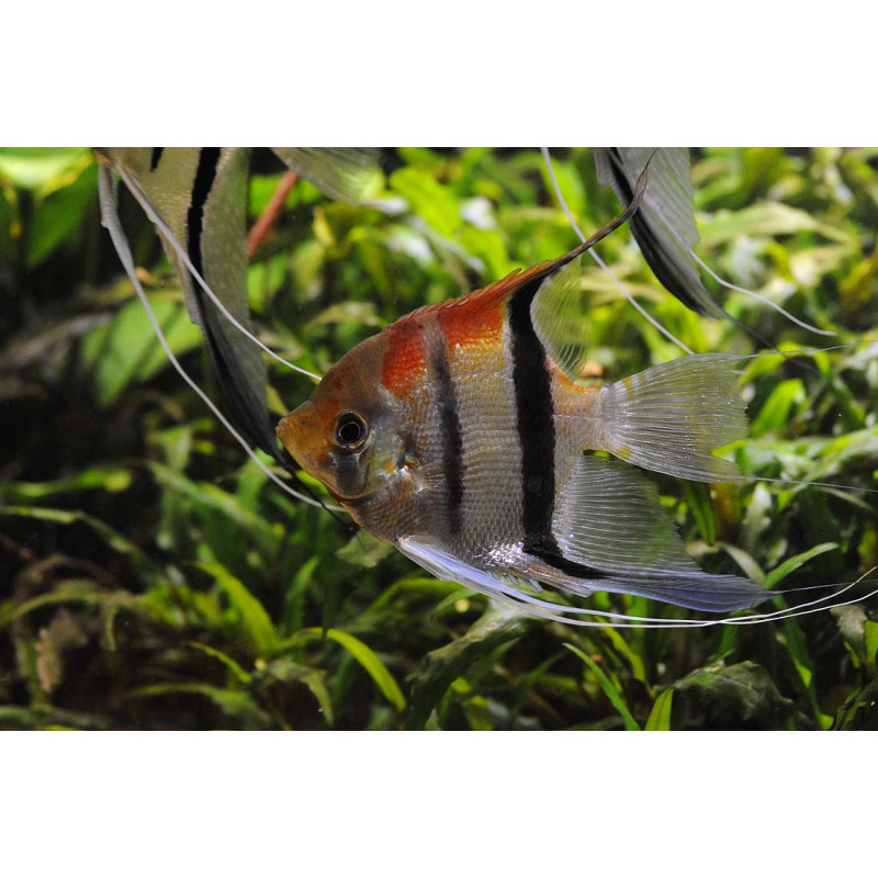 Pterophyllum Scalare Manacapuru Red Beck