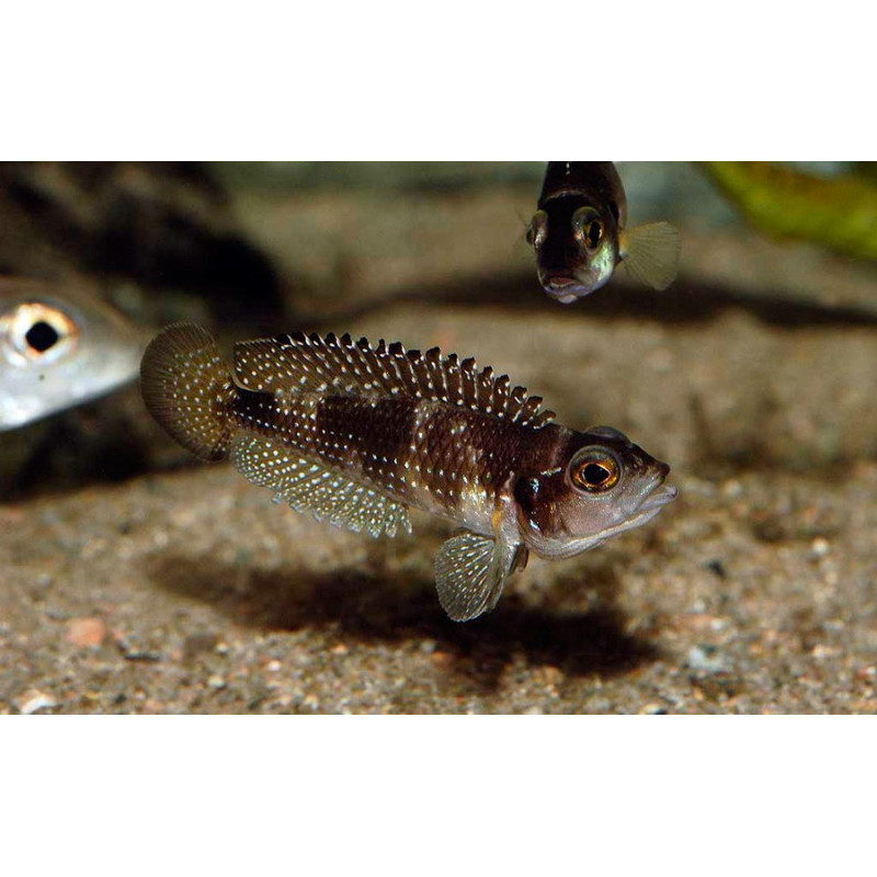 Lamprologus marunguensis