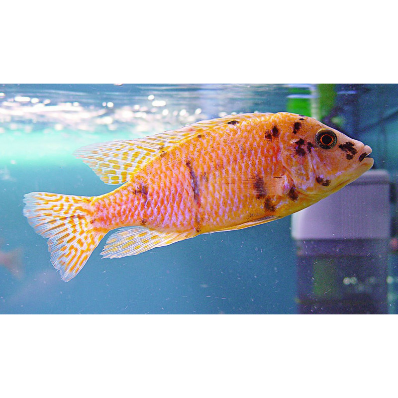 Aulonocara SP Orange Blanche