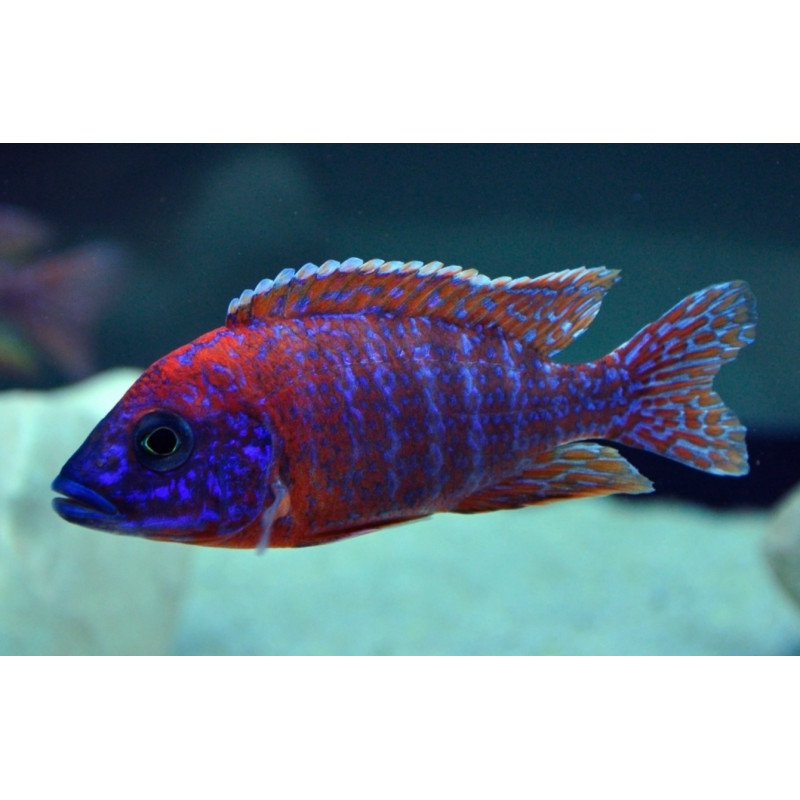 Aulonocara SP Rubin Red