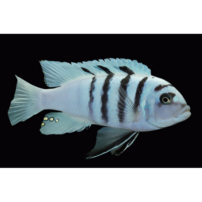 Cynotilapia Afra White Top