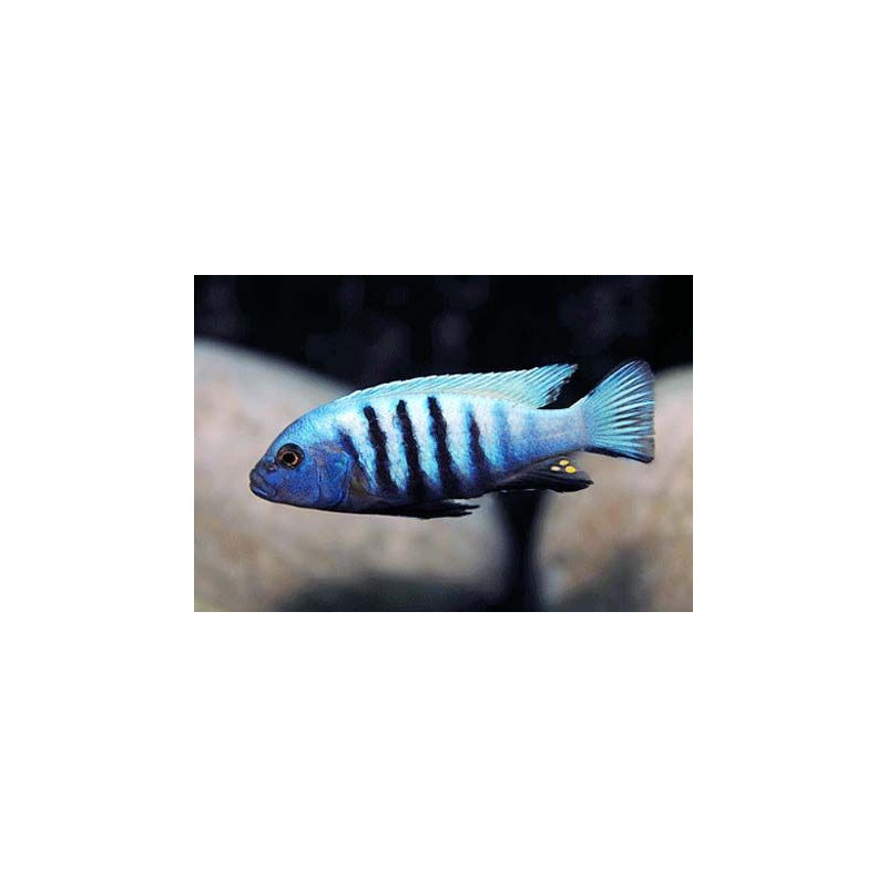 Cynotilapia Pulpican