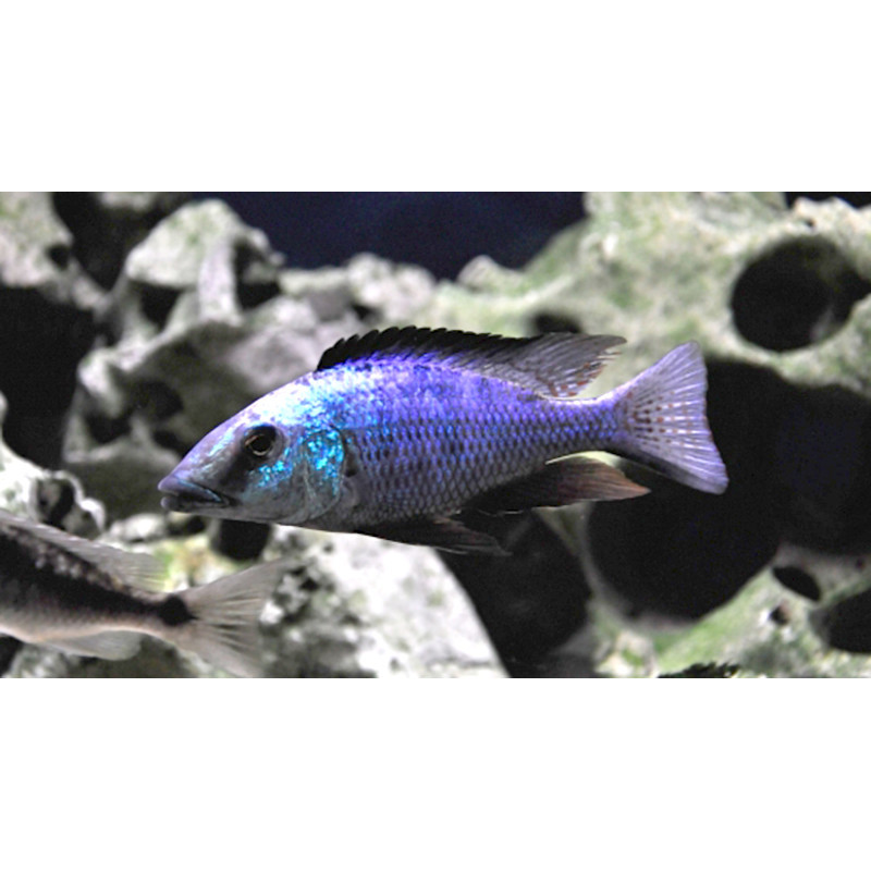 Fossorochromis Rostratus