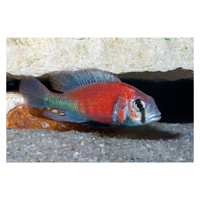 Haplochromis Hippo Point Salmon SP