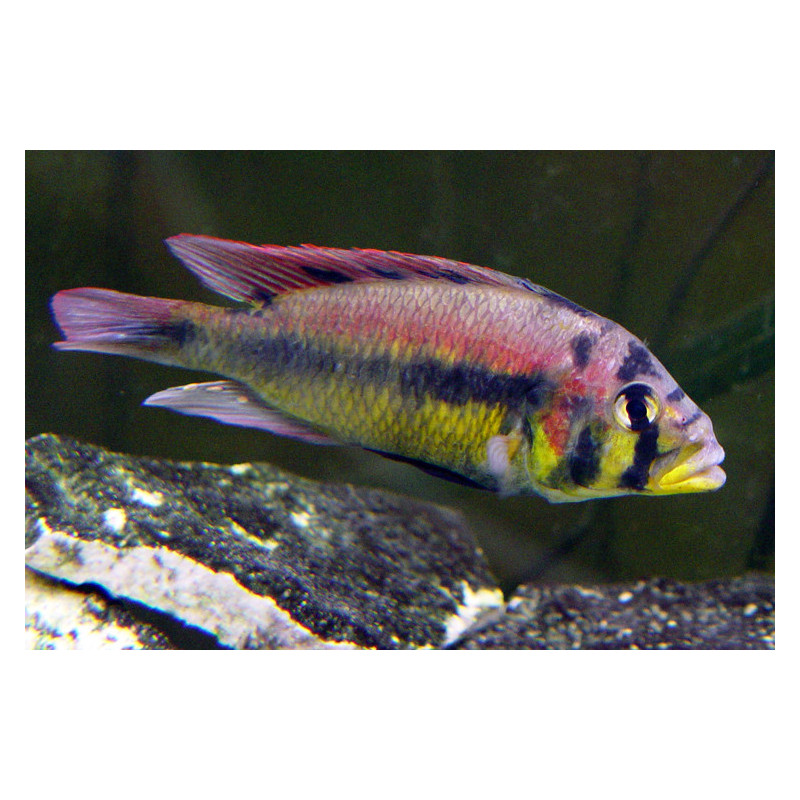 Haplochromis Aeneocolor