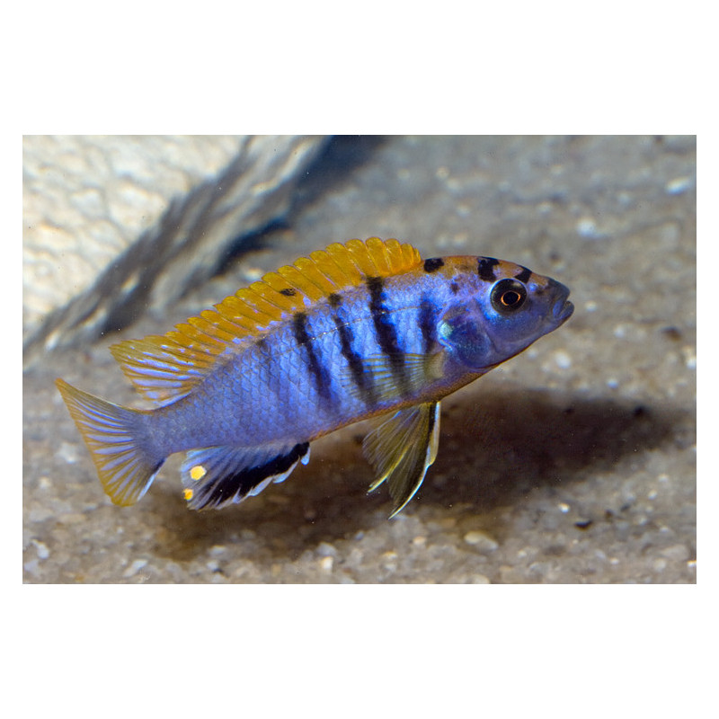 Labidochromis Hongi
