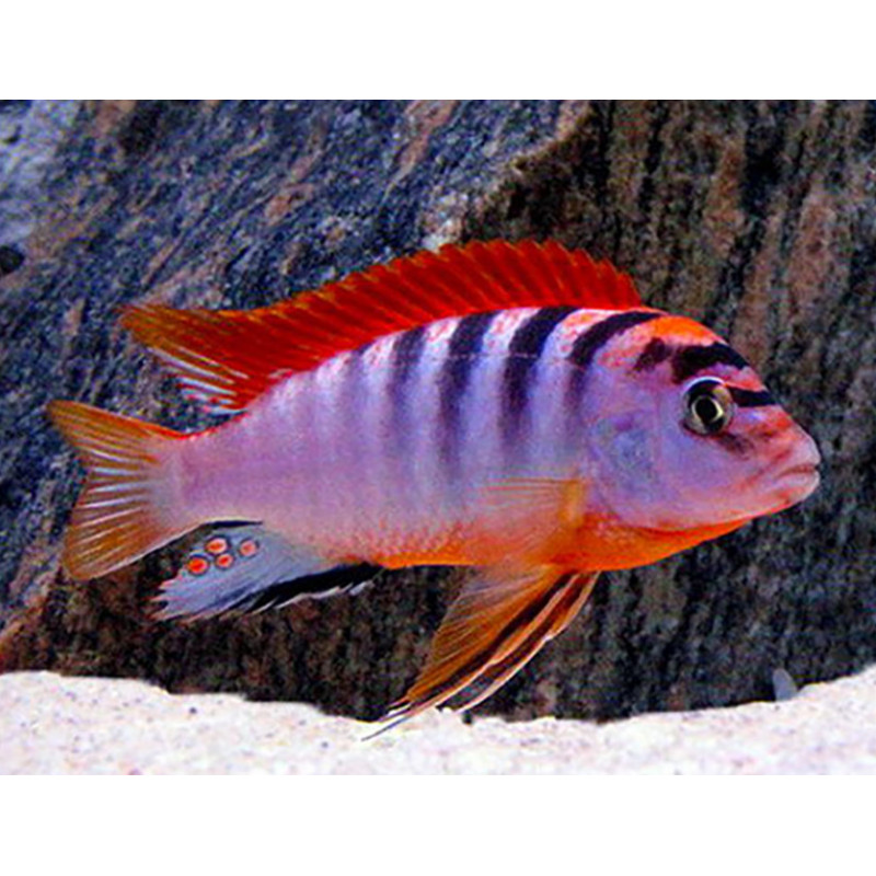 Labidochromis Hongi Red Top