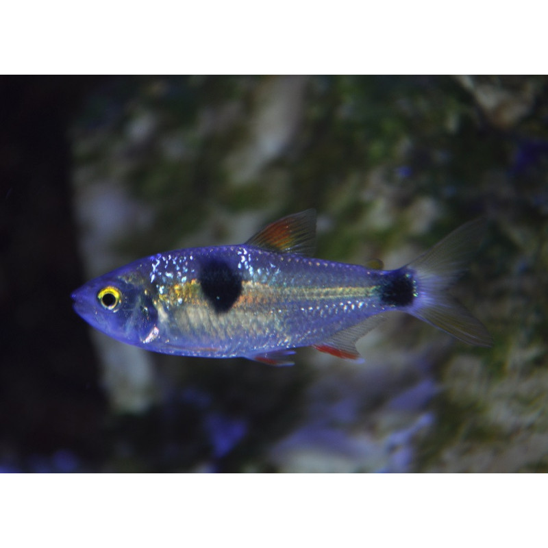 Exodon paradoxus -Tetra dienteagudo