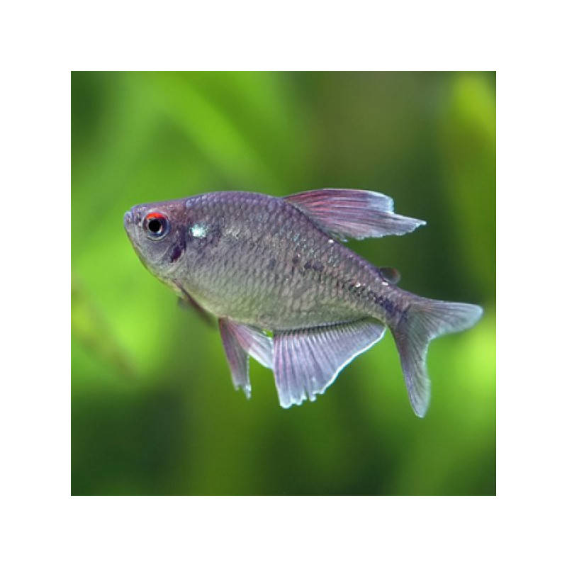 Moenkhausia pittieri - Tetra diamante