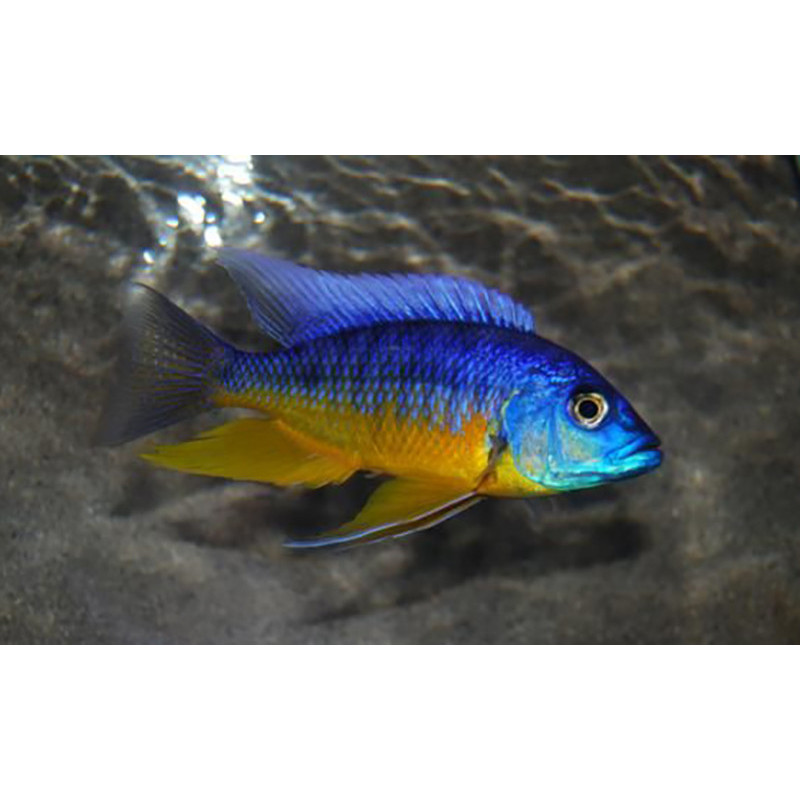 Protomelas Spilonotus Tanzania