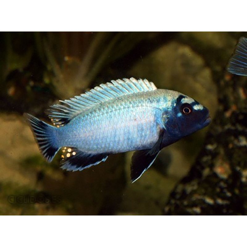Pseudotropheus Polit Female