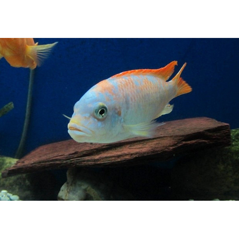 Pseudotropheus Zebra Red + Blue