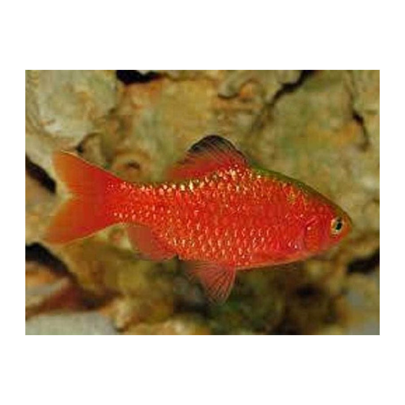 Barbus conchonius neon orange supercolor