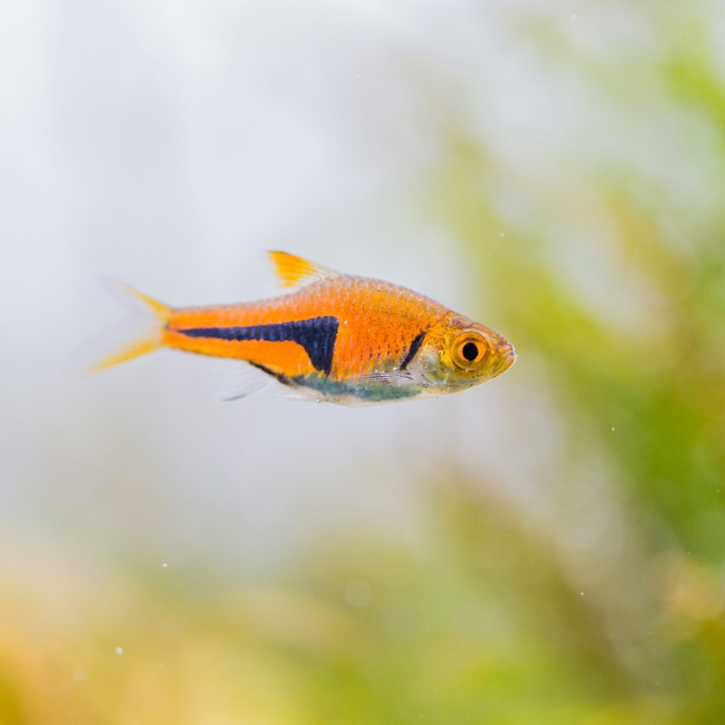 Rasbora hengeli