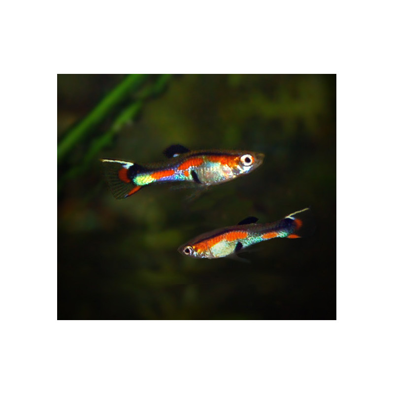 Guppy endler red rainbow