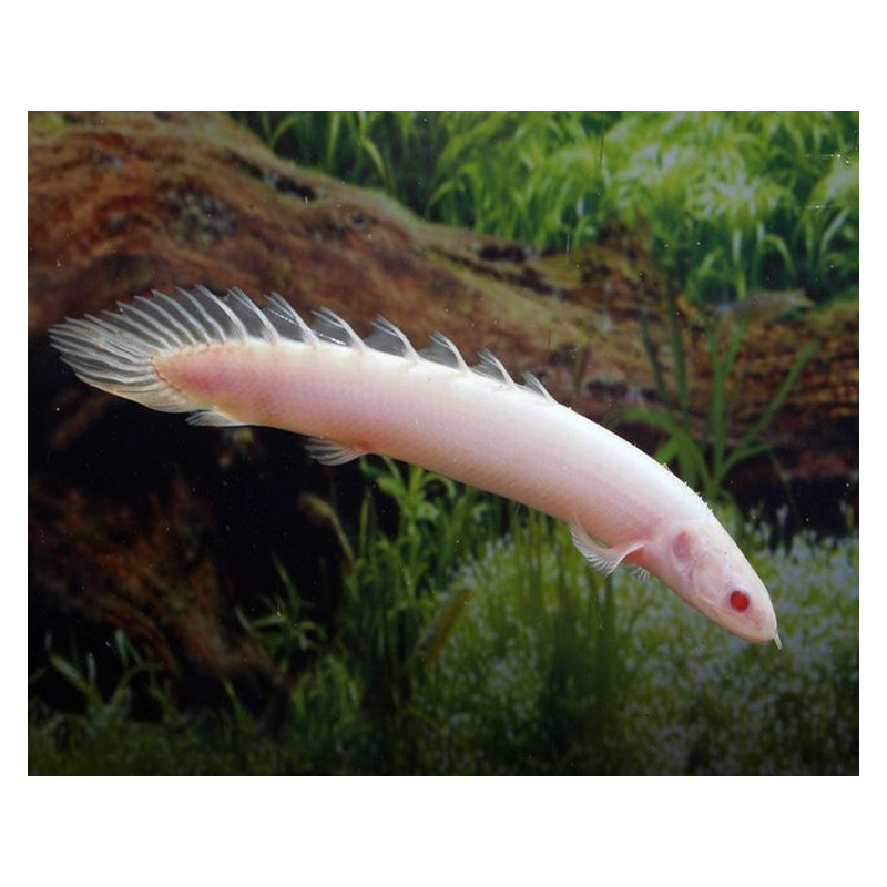 Polypterus senegalus albino - Pez dragon africano albino