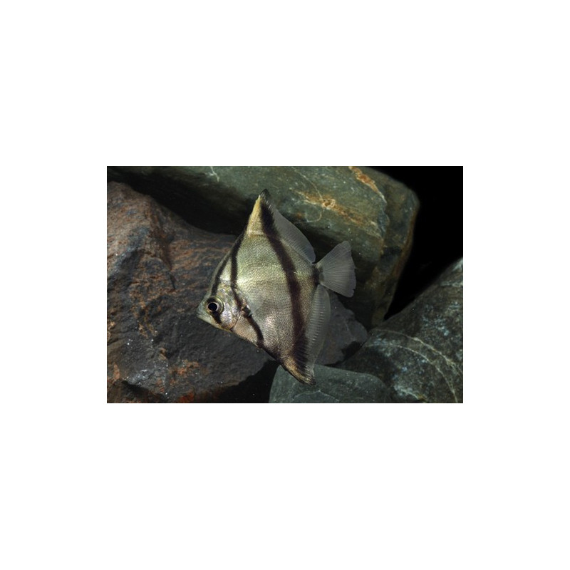 Monodactylus sebae - Pez angel africano