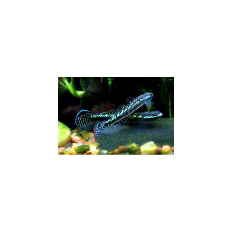 Stiphodon sp. undio blue - Gobio azul brillante