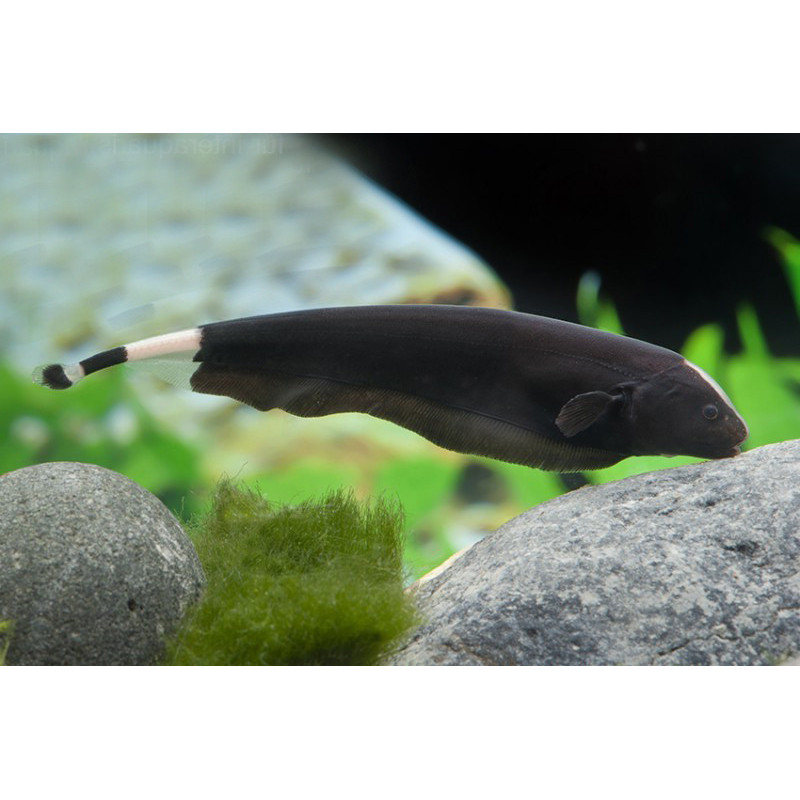 Apteronotus albifrons - Pez cuchillo fantasma