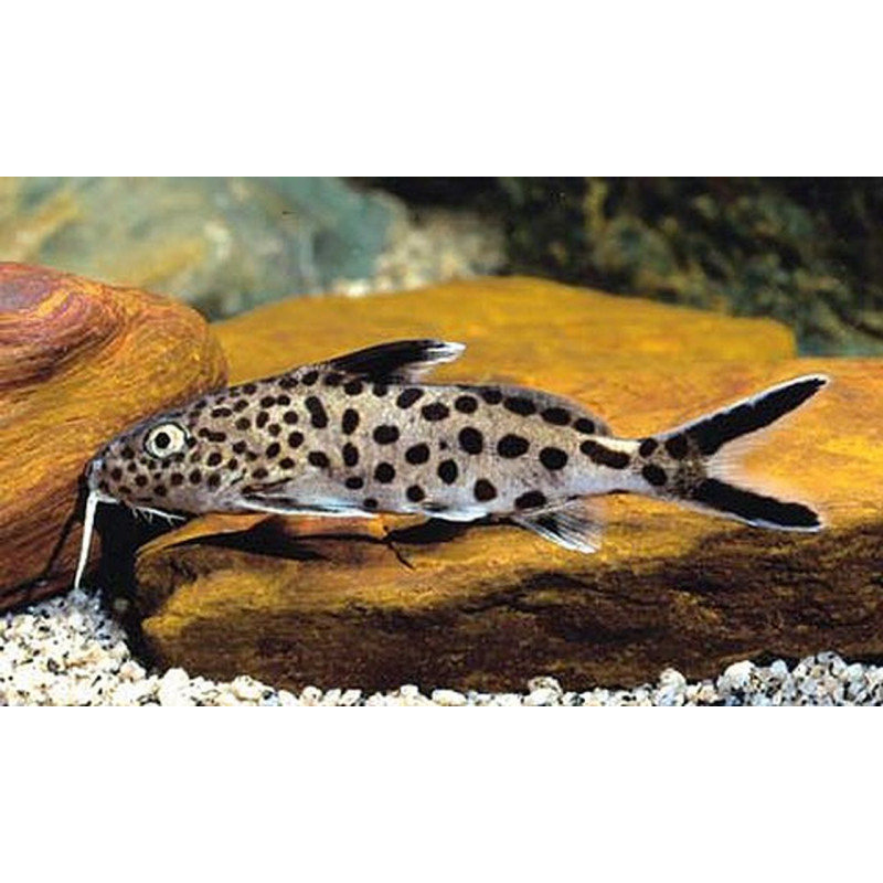 Synodontis multipunctatus sp.